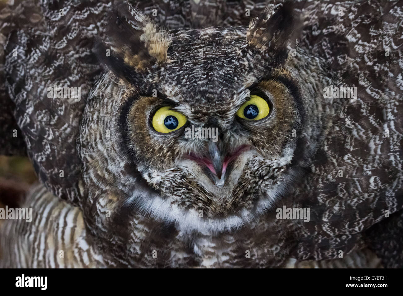 Terrifying bird hi-res stock photography and images - Alamy