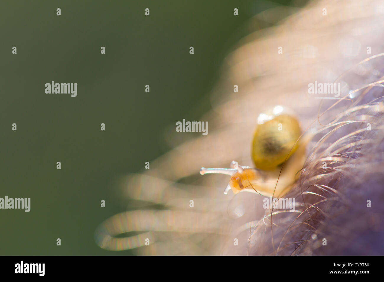 Baby Snail; on a man's leg; UK Stock Photo - Alamy