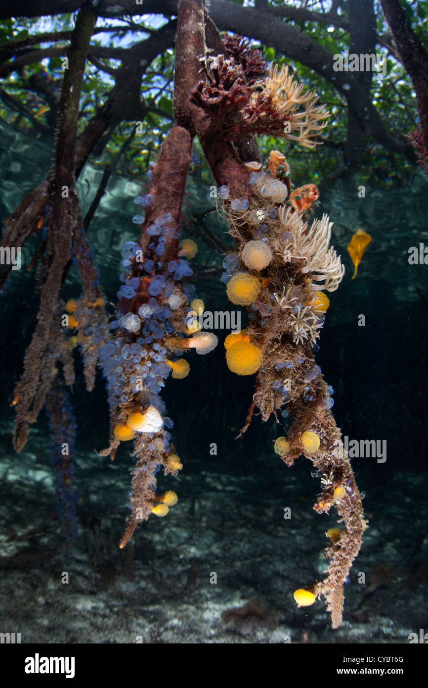 Mangrove prop roots hi-res stock photography and images - Alamy