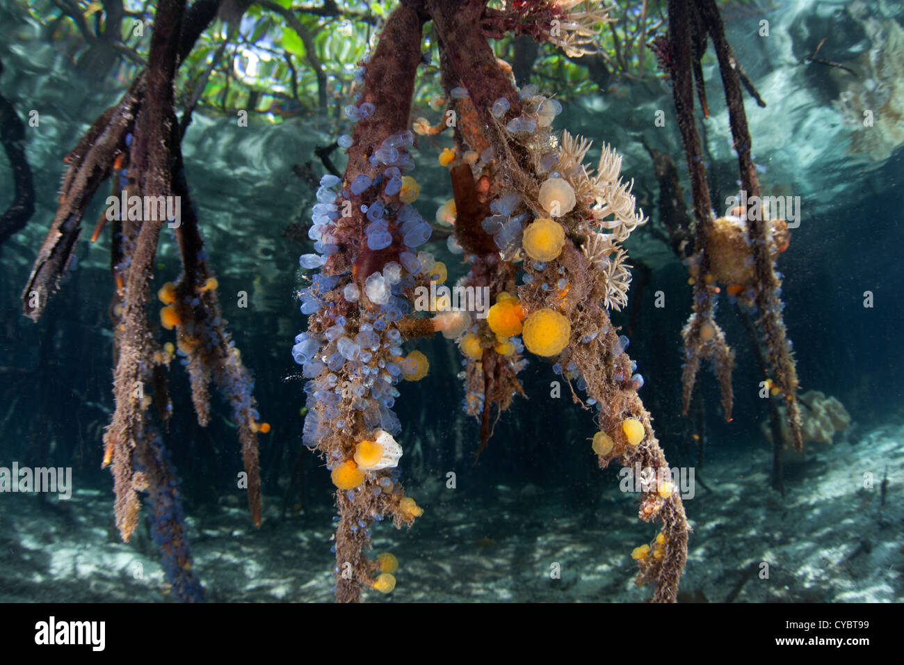 Tunicates, hydroids, soft corals, sponges, and algae colonize mangrove ...