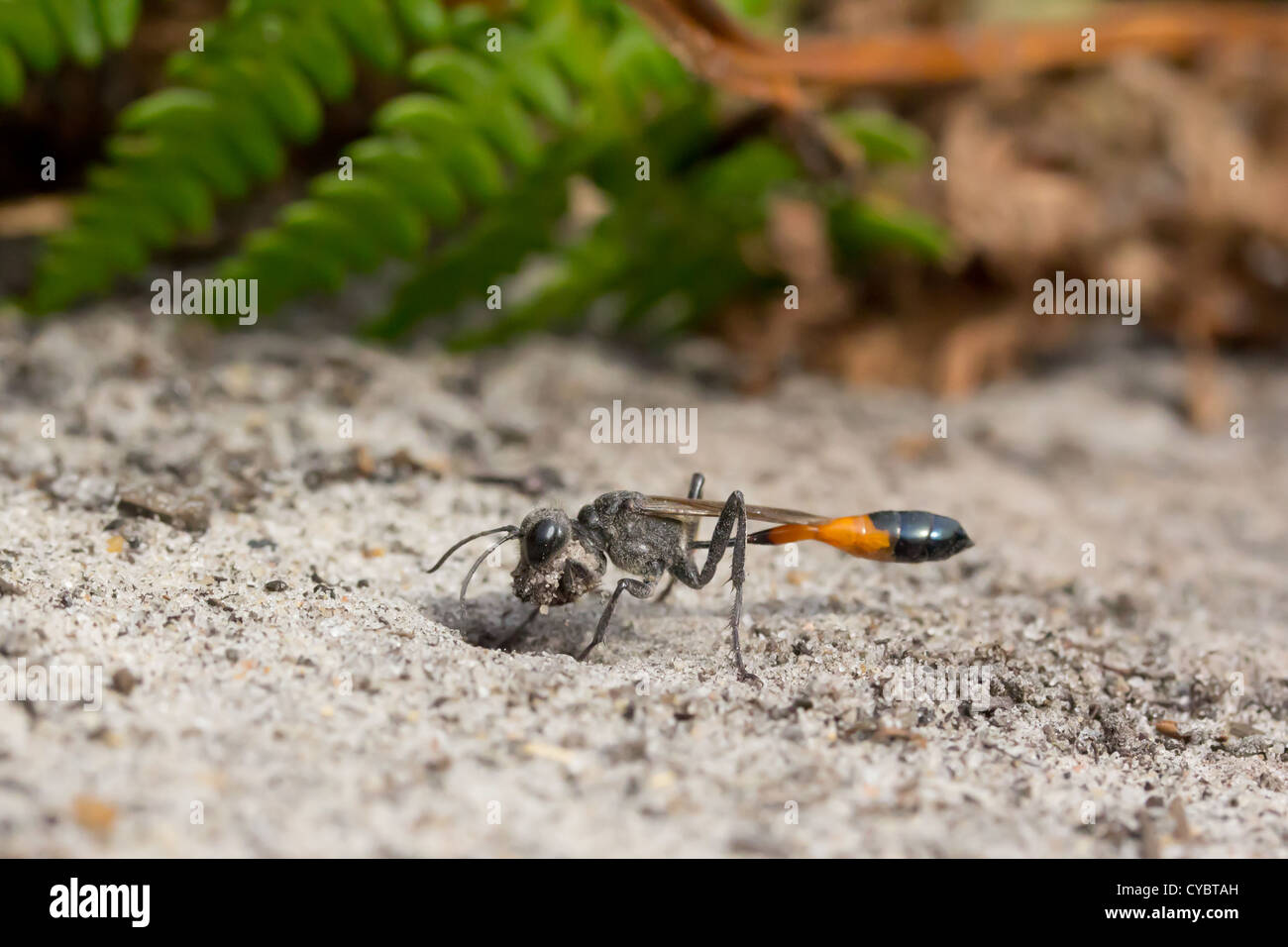 Sand digger wasp (Ammophila sabulosa) excavating sand from nest hole on ...