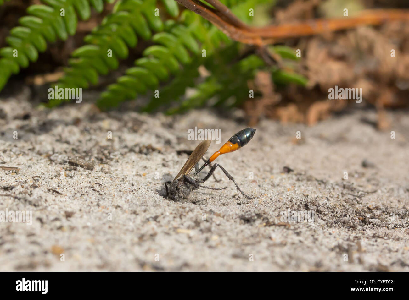 Sand digger wasp (Ammophila sabulosa) excavating sand from nest hole on ...