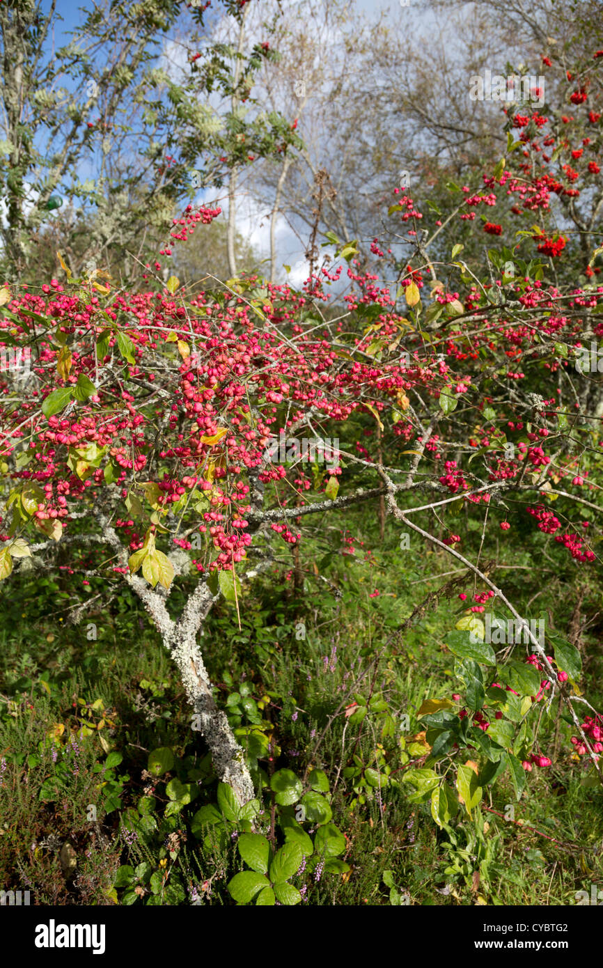 Spindle tree britain hi-res stock photography and images - Alamy