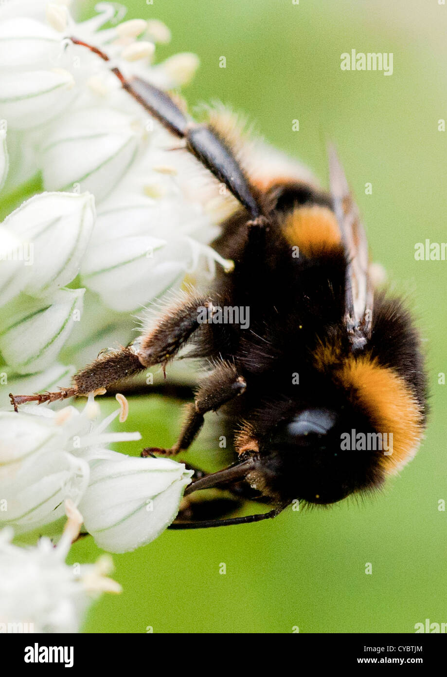 Bee gathering pollen Stock Photo - Alamy