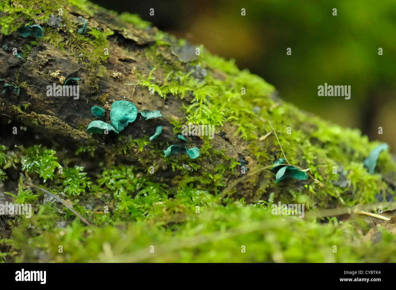 Chlorociboria aeruginascens fungus hi-res stock photography and images ...