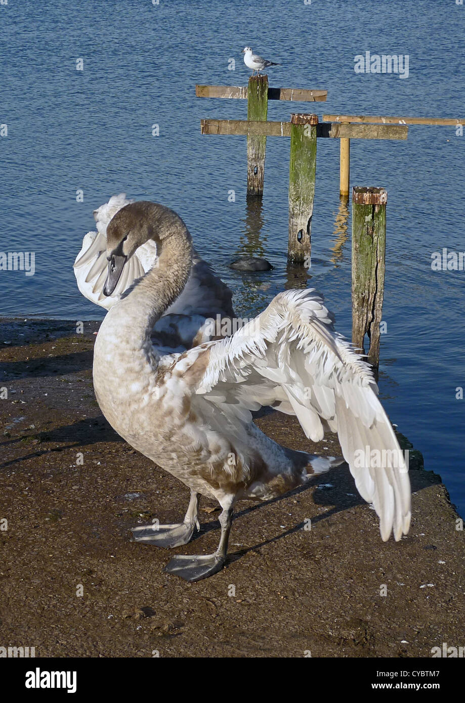 Swan having a stretch by the water Stock Photo - Alamy