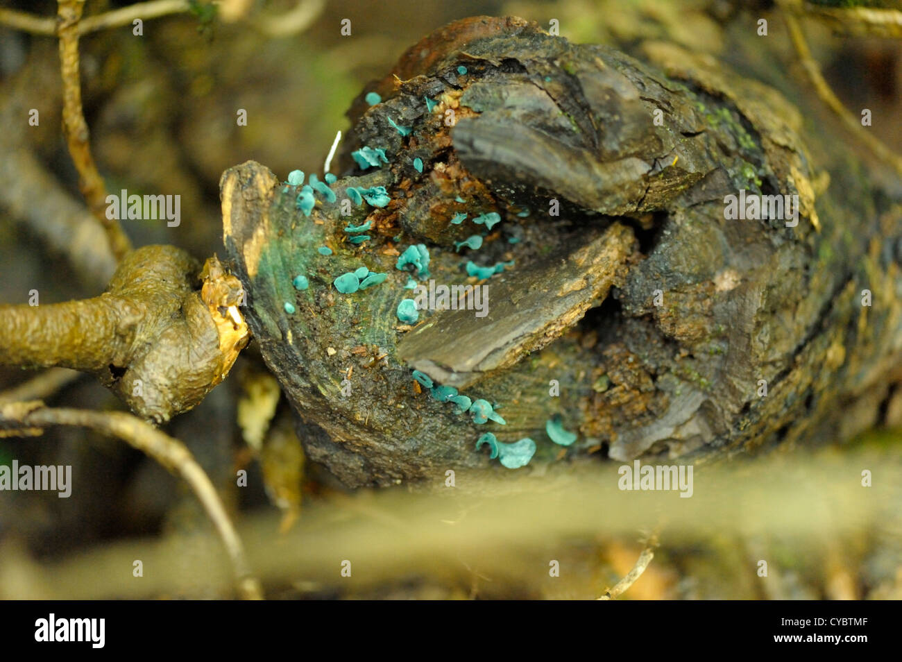 Chlorociboria aeruginascens fungus hi-res stock photography and images ...
