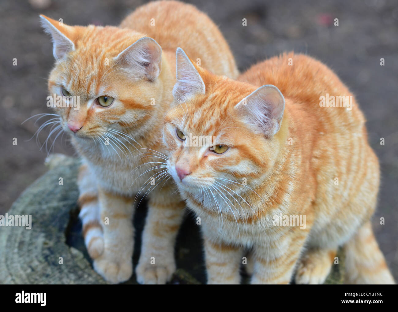 Twins backyard hi-res stock photography and images - Alamy