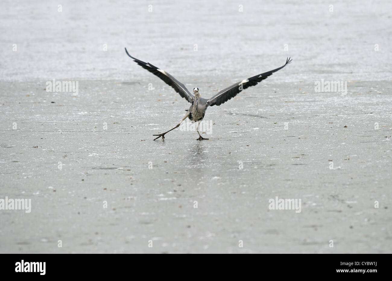 Sliding On Ice Stock Photos & Sliding On Ice Stock Images - Alamy