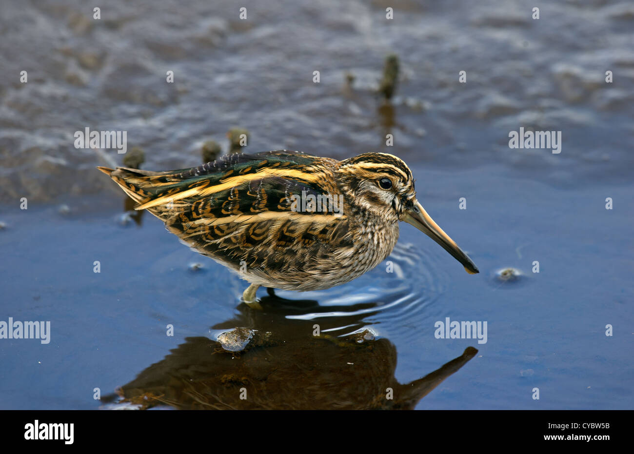 Close up of jack snipe hi-res stock photography and images - Alamy