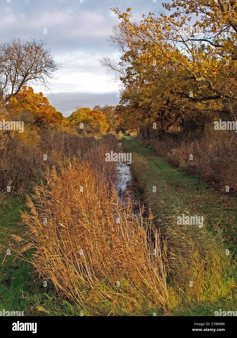Autumn trees and dyke's in Woodwalton fen nature reserve Stock Photo ...