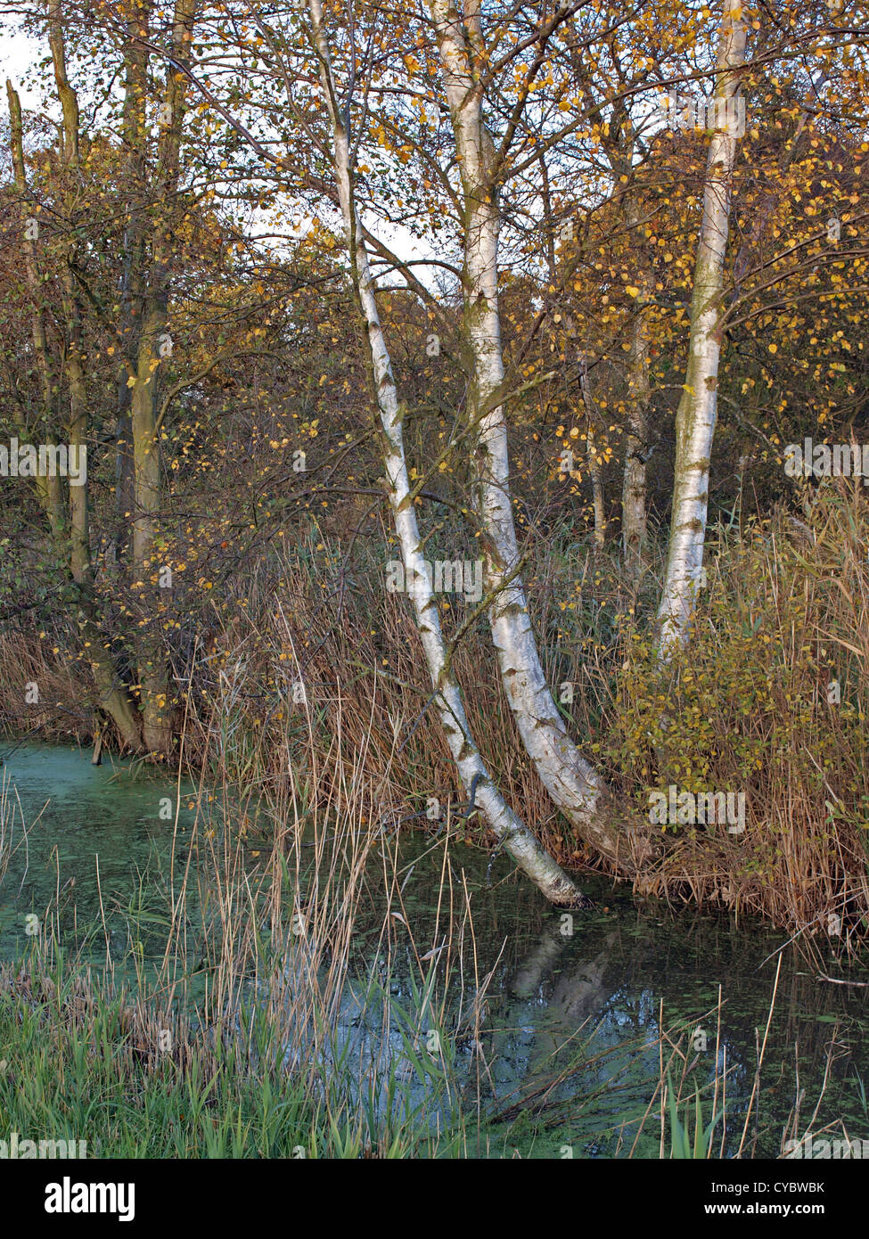Silver Birch trees on Holme fen in England Stock Photo - Alamy