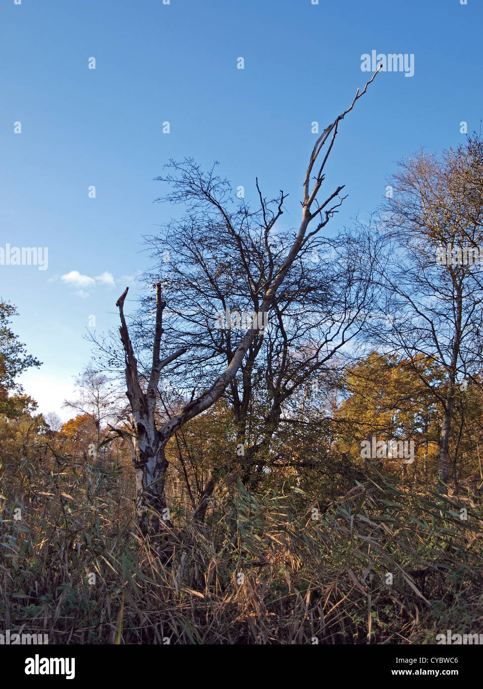 Fen in nature reserve hi-res stock photography and images - Alamy