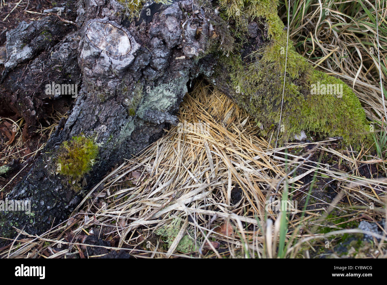 Burrow hole hi-res stock photography and images - Alamy