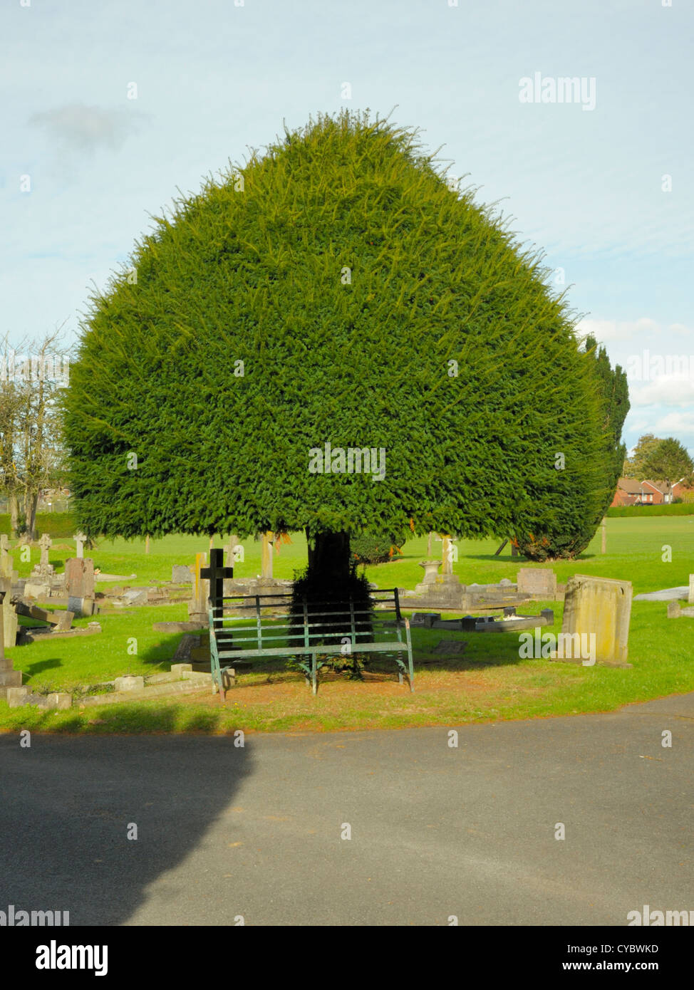Domed Yew Tree in Hay-on-Wye Cemetery Stock Photo - Alamy