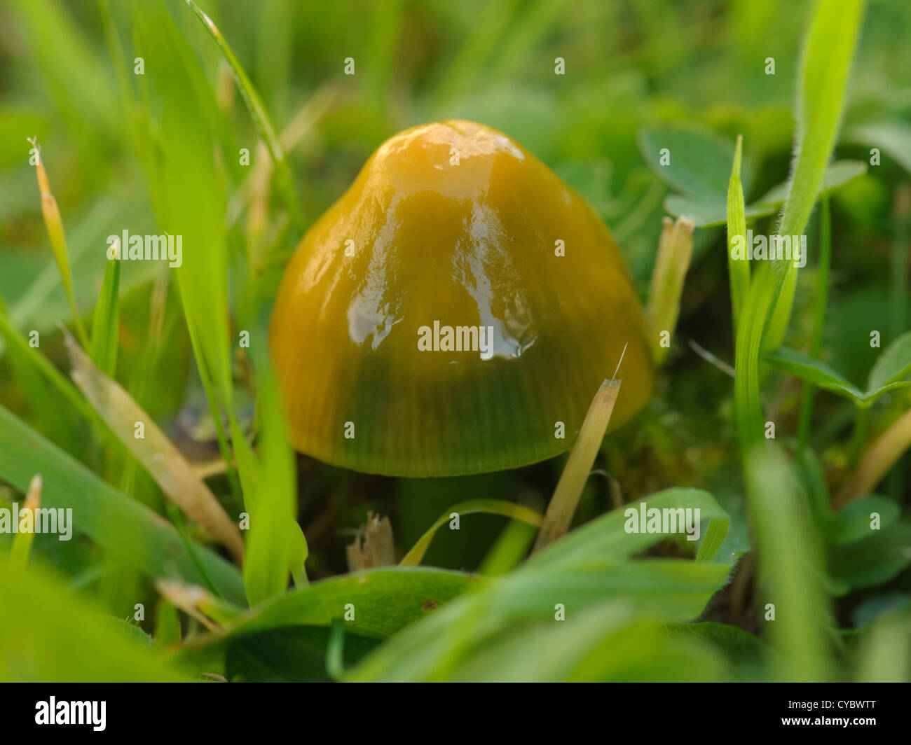 Parrot Waxcap fungus, Hygrocybe psittacina Stock Photo - Alamy