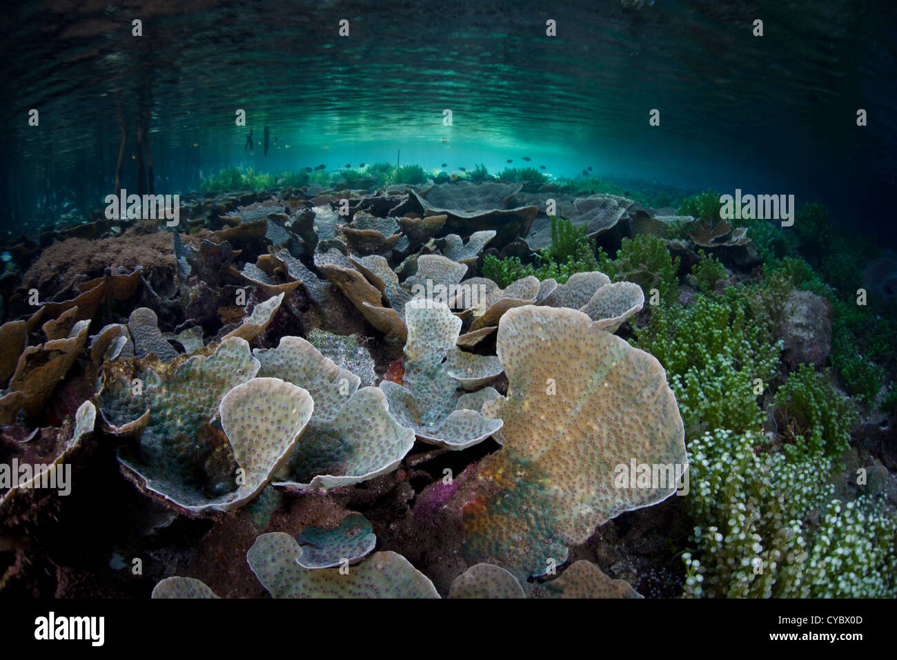 Foliose coral hi-res stock photography and images - Alamy