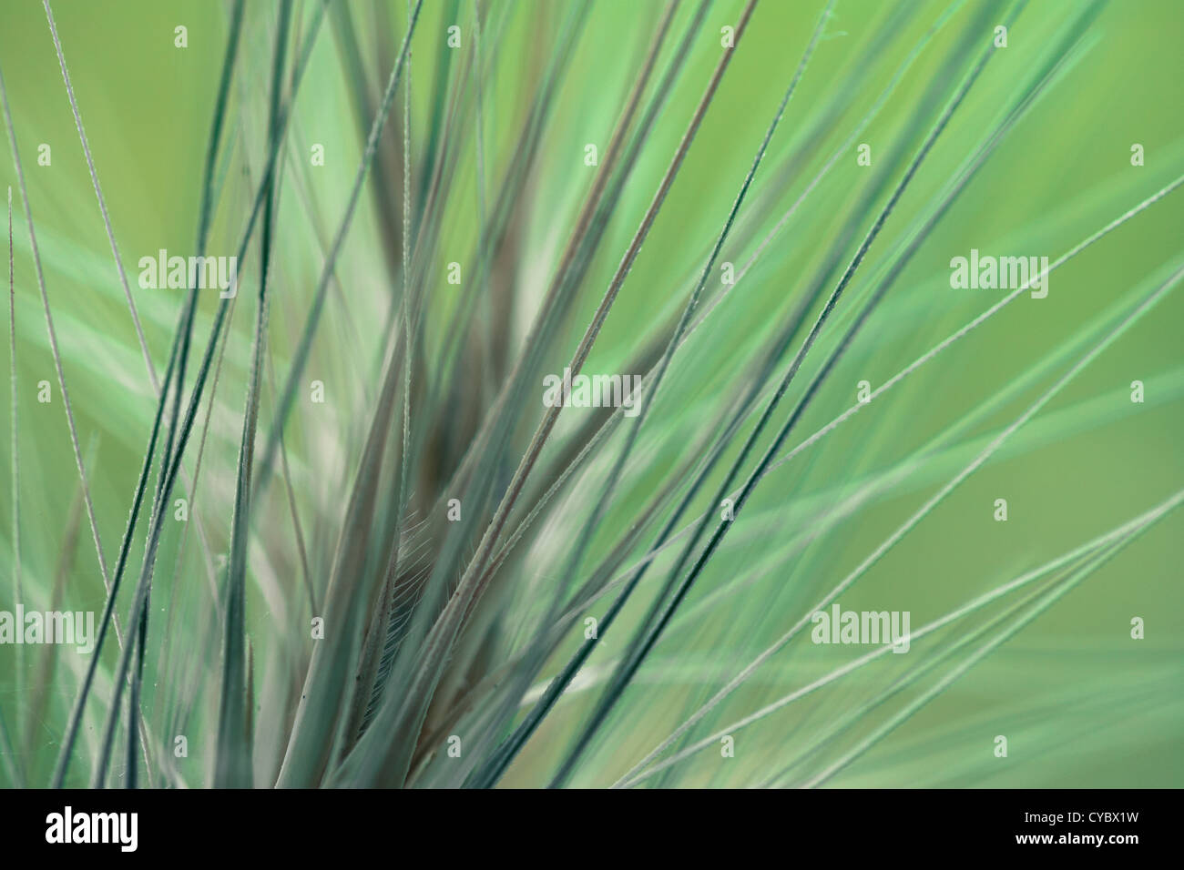 Rye flower hi-res stock photography and images - Alamy