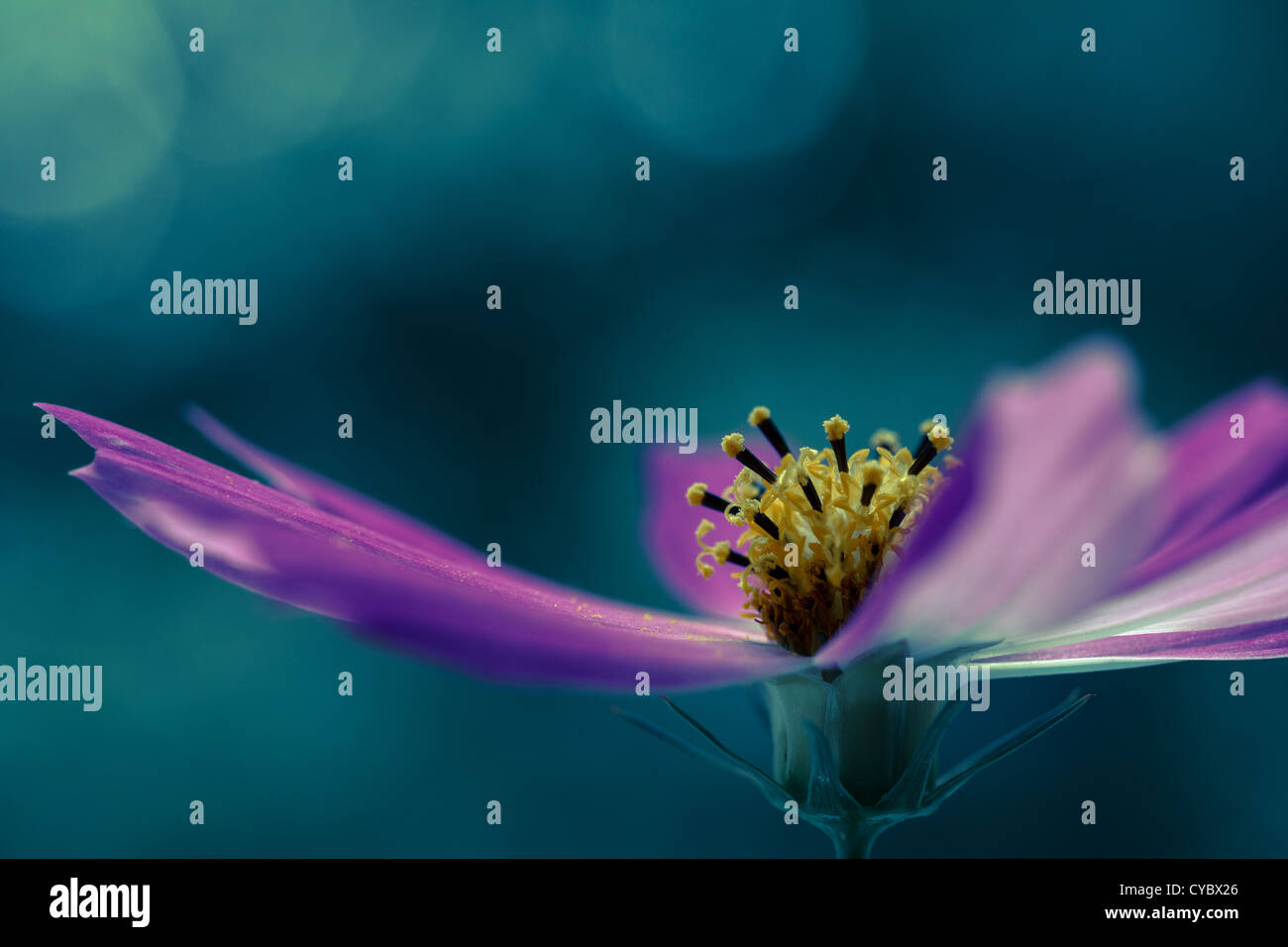 Flake flower hi-res stock photography and images - Alamy