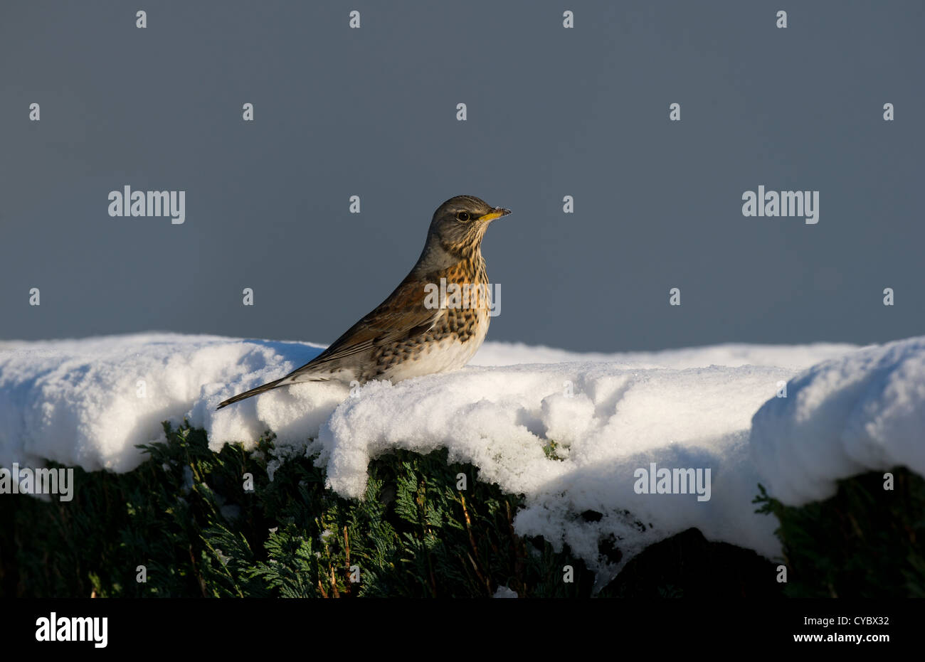 Field fare hi-res stock photography and images - Alamy