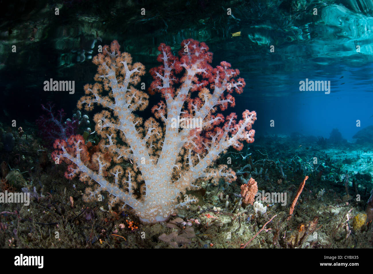 A soft coral colony, Dendronephthya sp., grows in a narrow channel ...