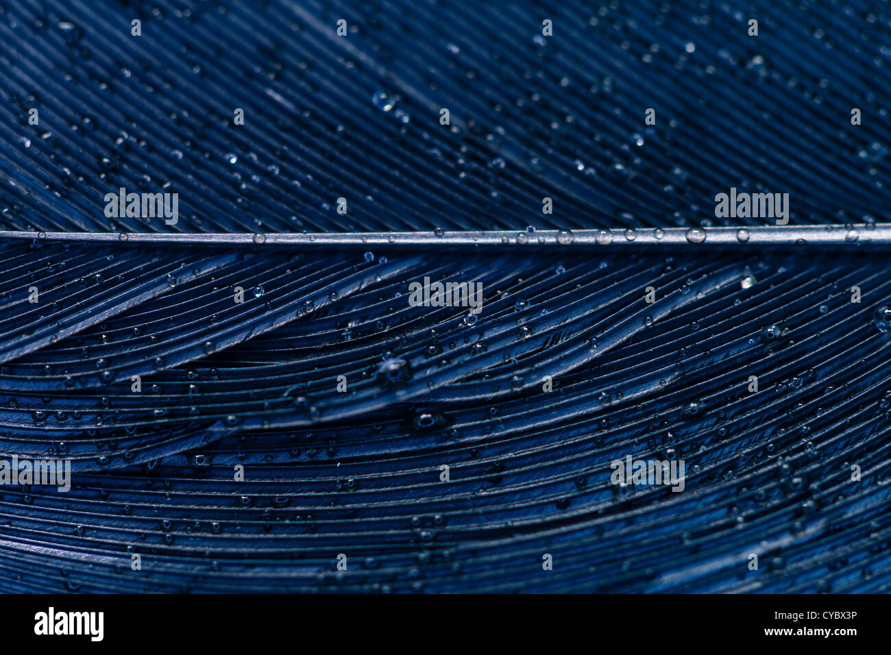 Dropped feather hi-res stock photography and images - Alamy