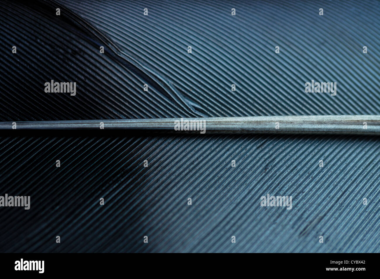 Hard feather hi-res stock photography and images - Alamy