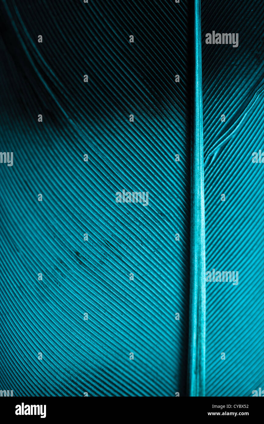 Hard feather hi-res stock photography and images - Alamy