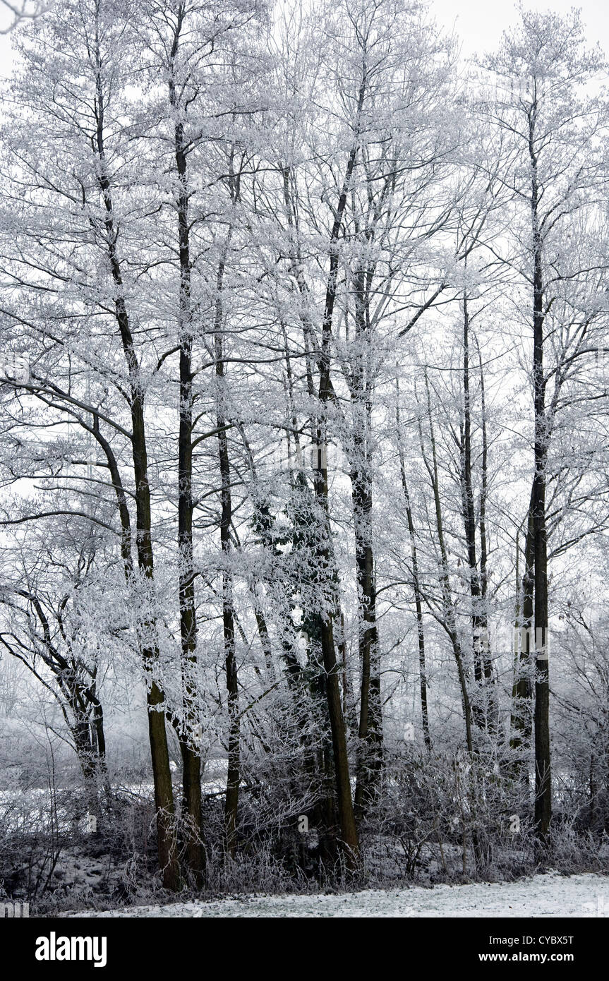 Group of trees covered with hoar frost Stock Photo - Alamy