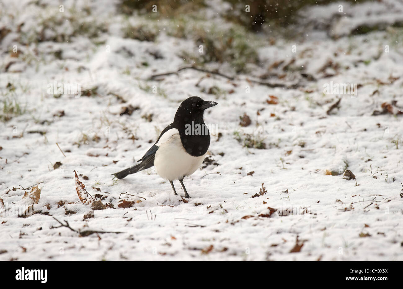 Magpie in snow Stock Photo - Alamy