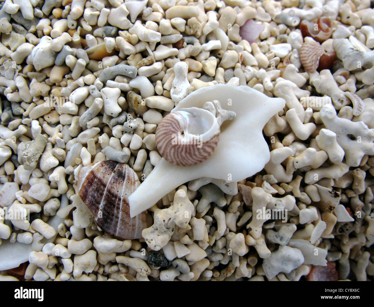 Detail of Shells on The Coral Beaches, Dunvegan, Isle of Skye, Hebrides ...