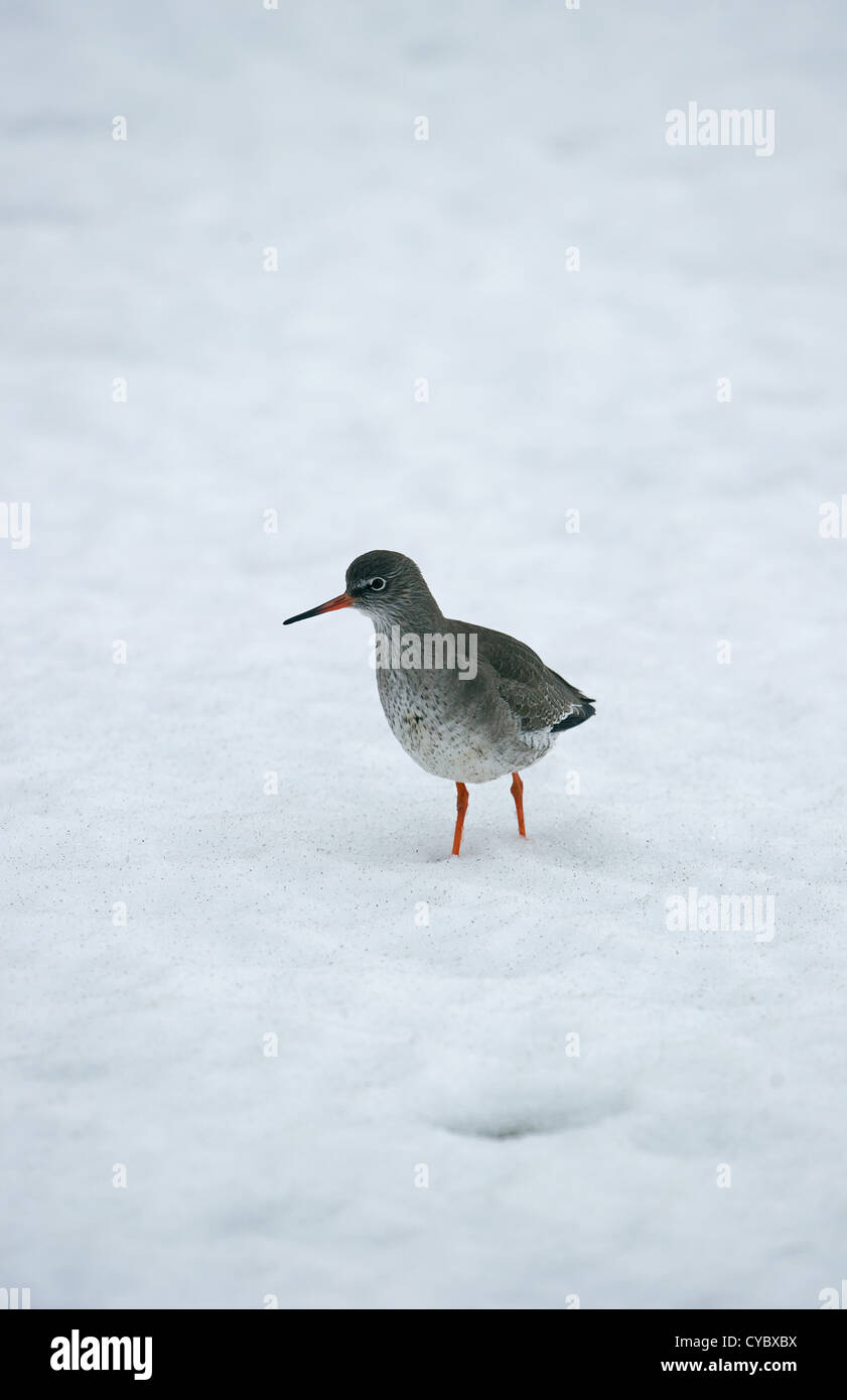 Common Redshank in snow portrait Stock Photo - Alamy