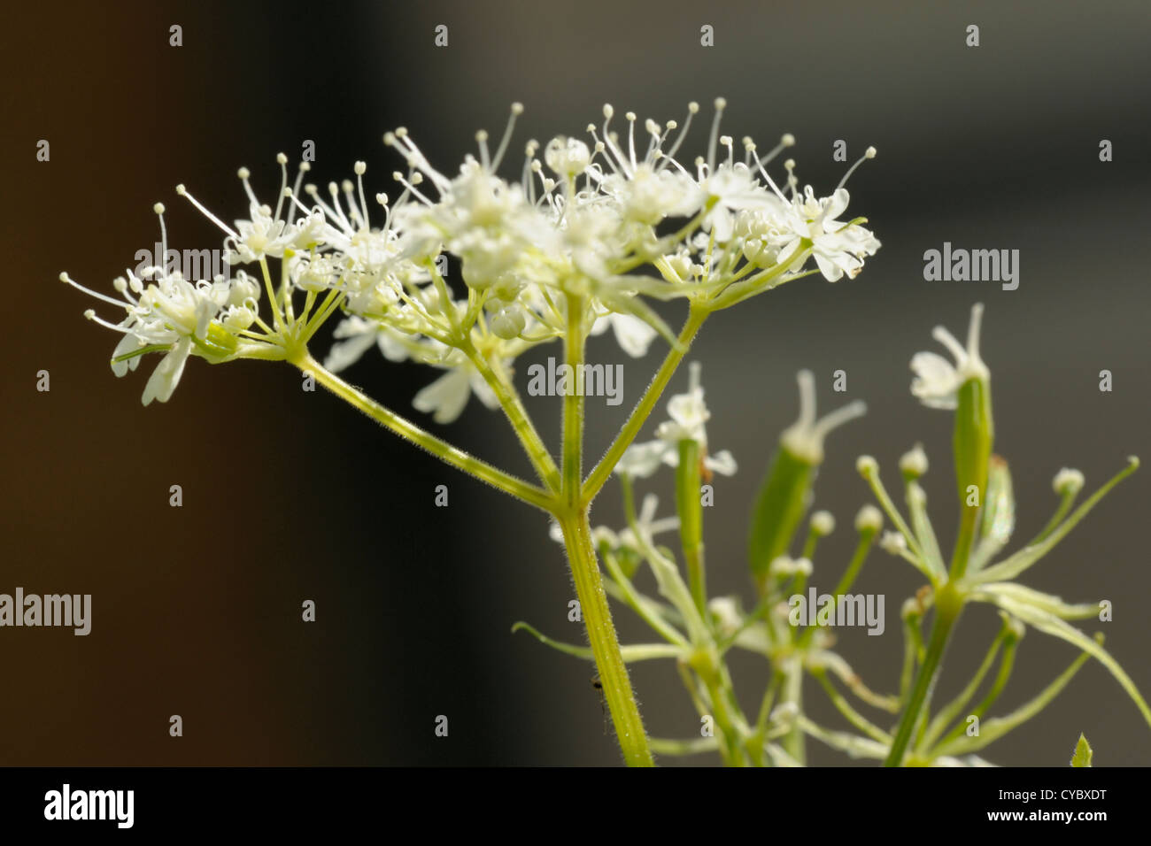 Sweet Cicely, Myrrhis odorata Stock Photo - Alamy