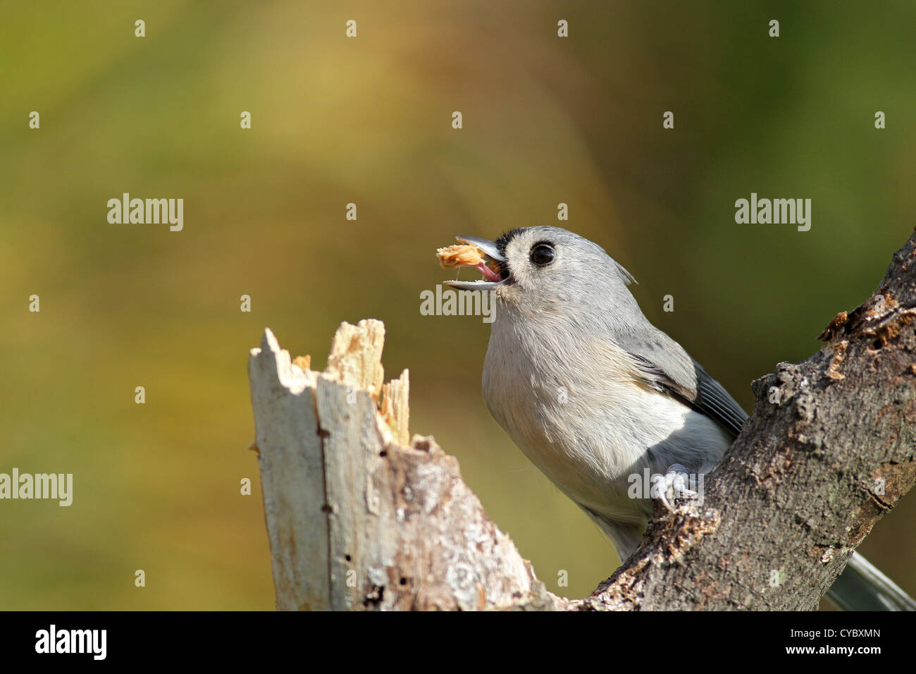 Titmouse with peanut hi-res stock photography and images - Alamy