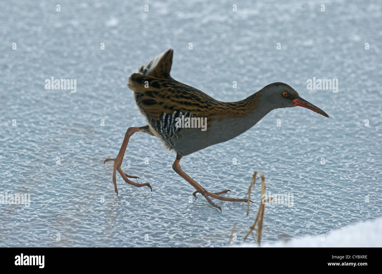Water rail walking hi-res stock photography and images - Alamy