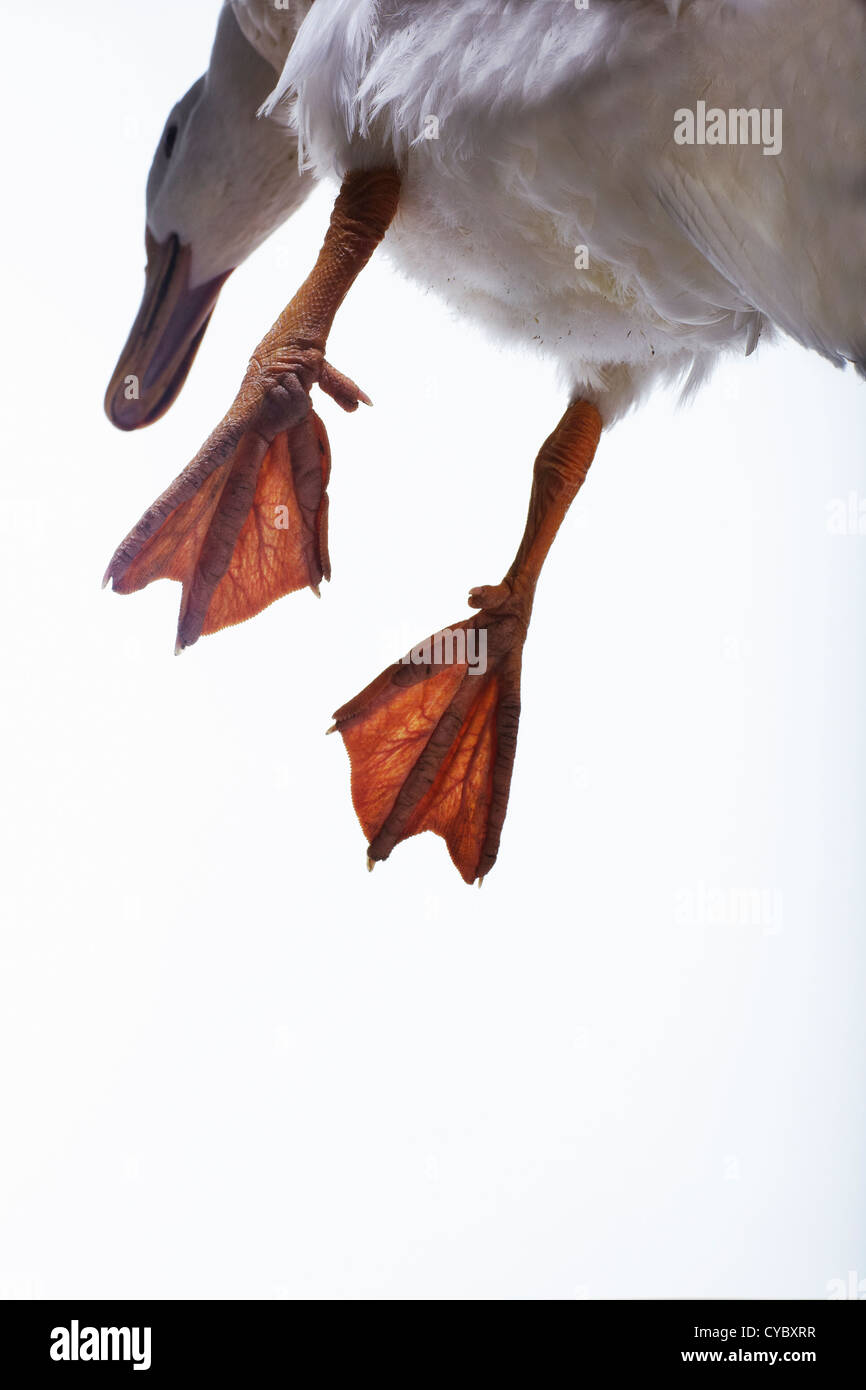 Webbed duck feet hi-res stock photography and images - Alamy