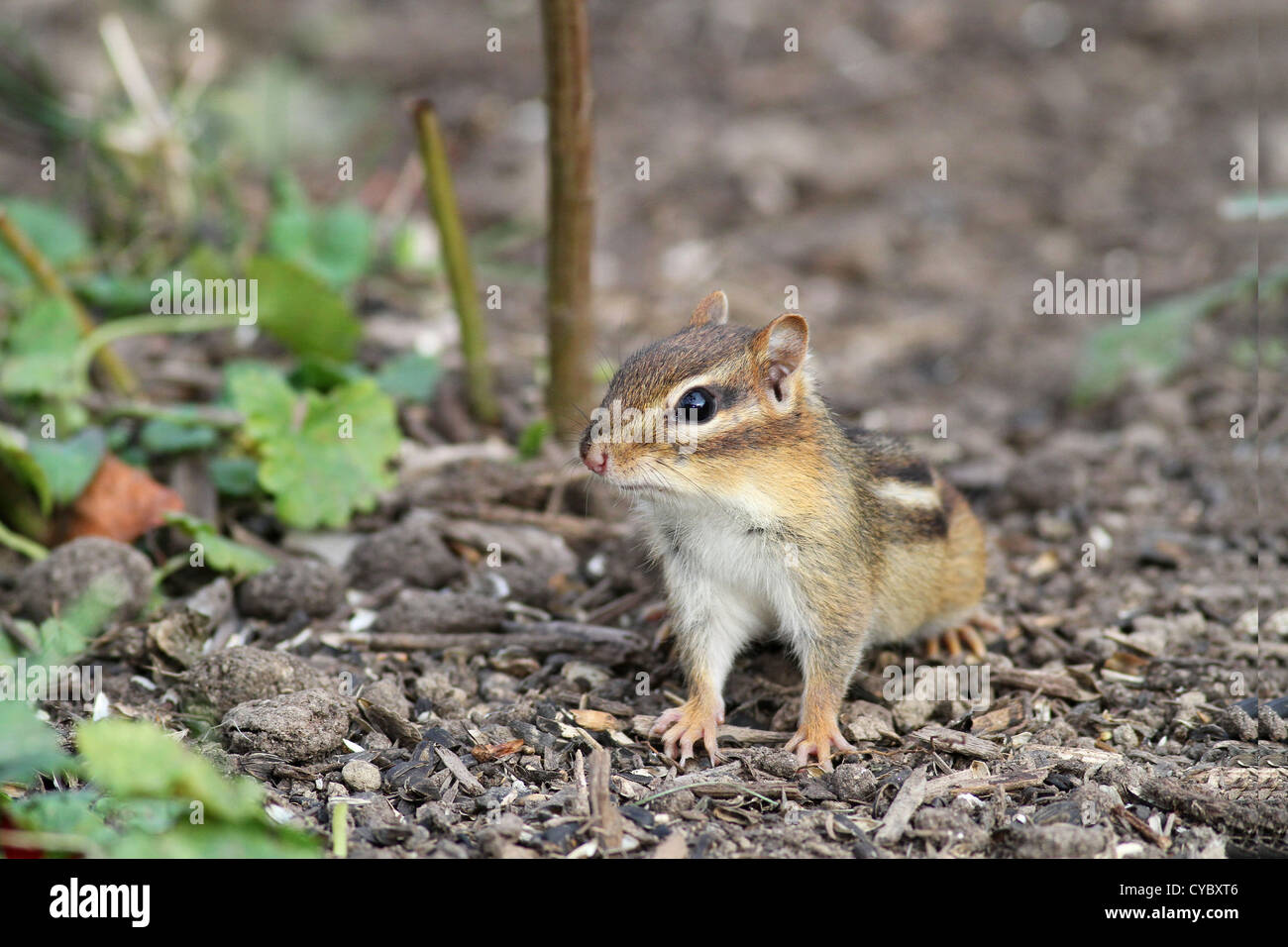 Chipmunk habitat hi-res stock photography and images - Alamy