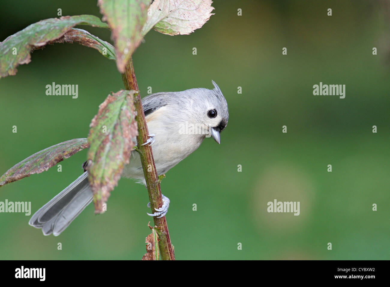 Titmouse family hi-res stock photography and images - Alamy