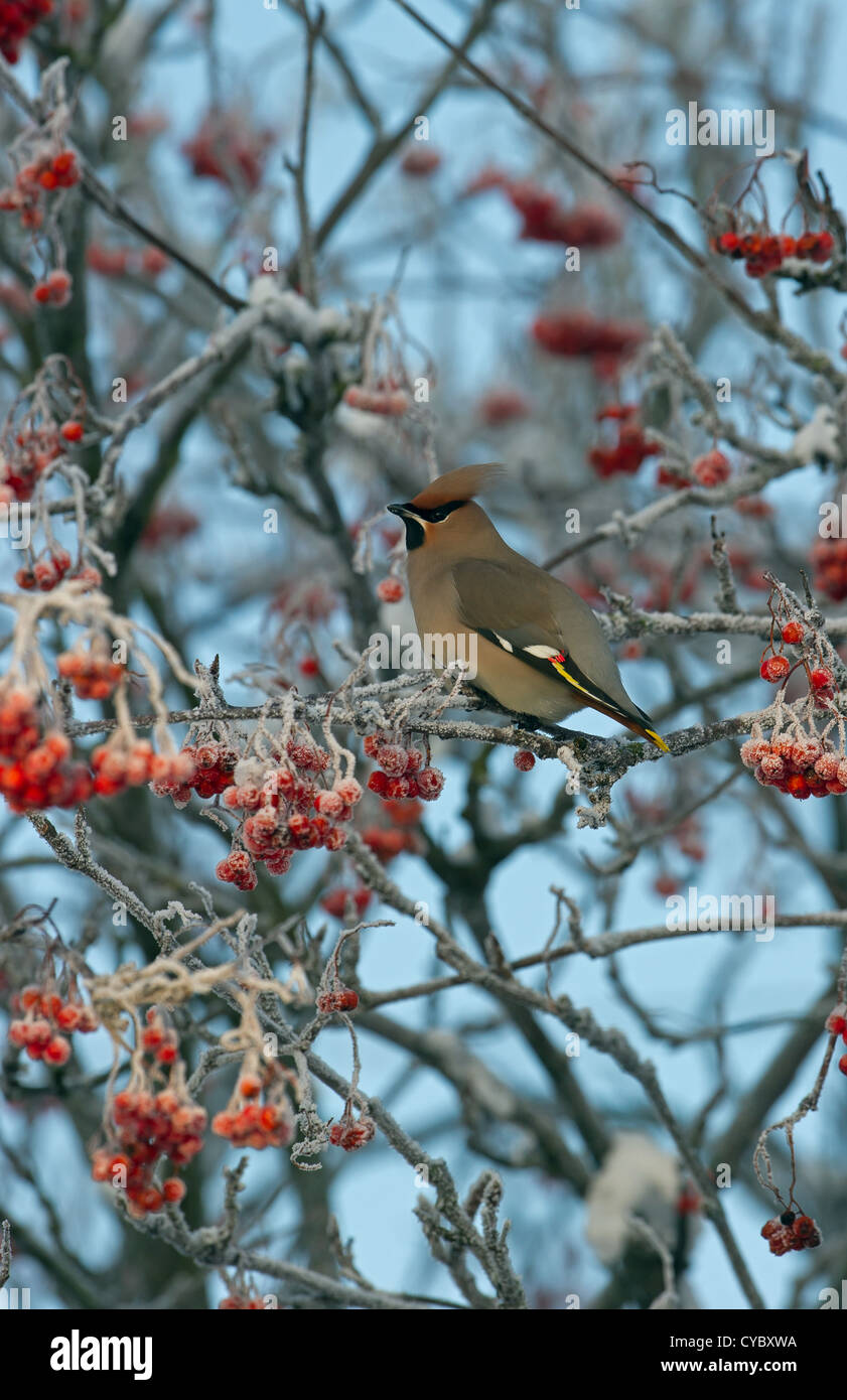 Bohemian Waxwing in frosted berry tree in winter Stock Photo - Alamy