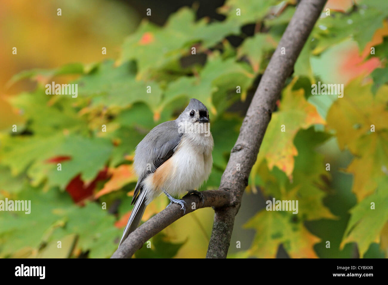 Titmouse Family Stock Photos & Titmouse Family Stock Images - Alamy