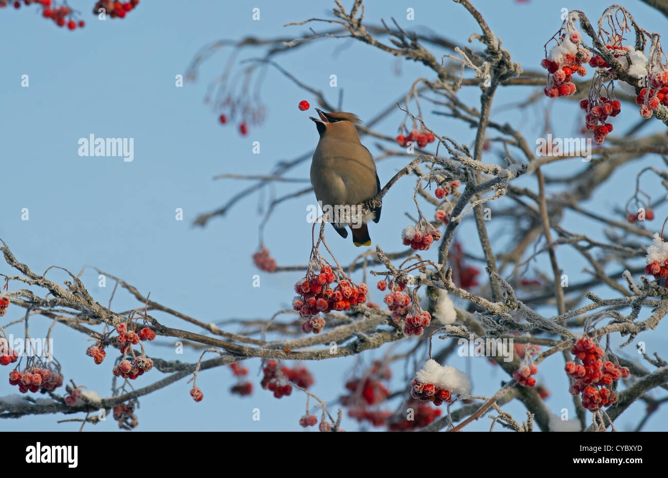 Bohemian Waxwing throwing berry Stock Photo - Alamy