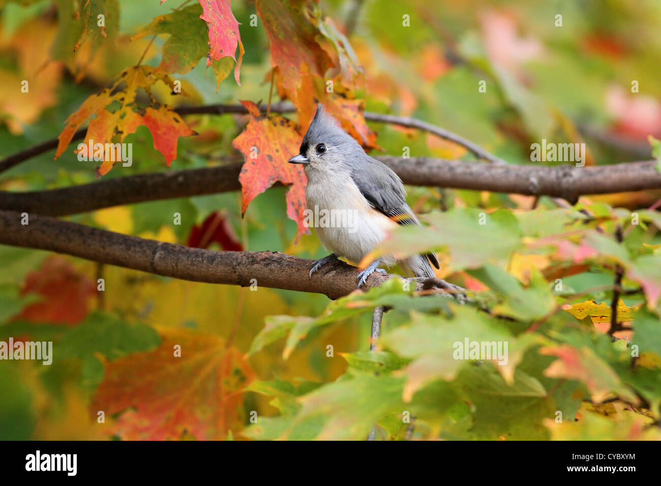 Titmouse Family Stock Photos & Titmouse Family Stock Images - Alamy