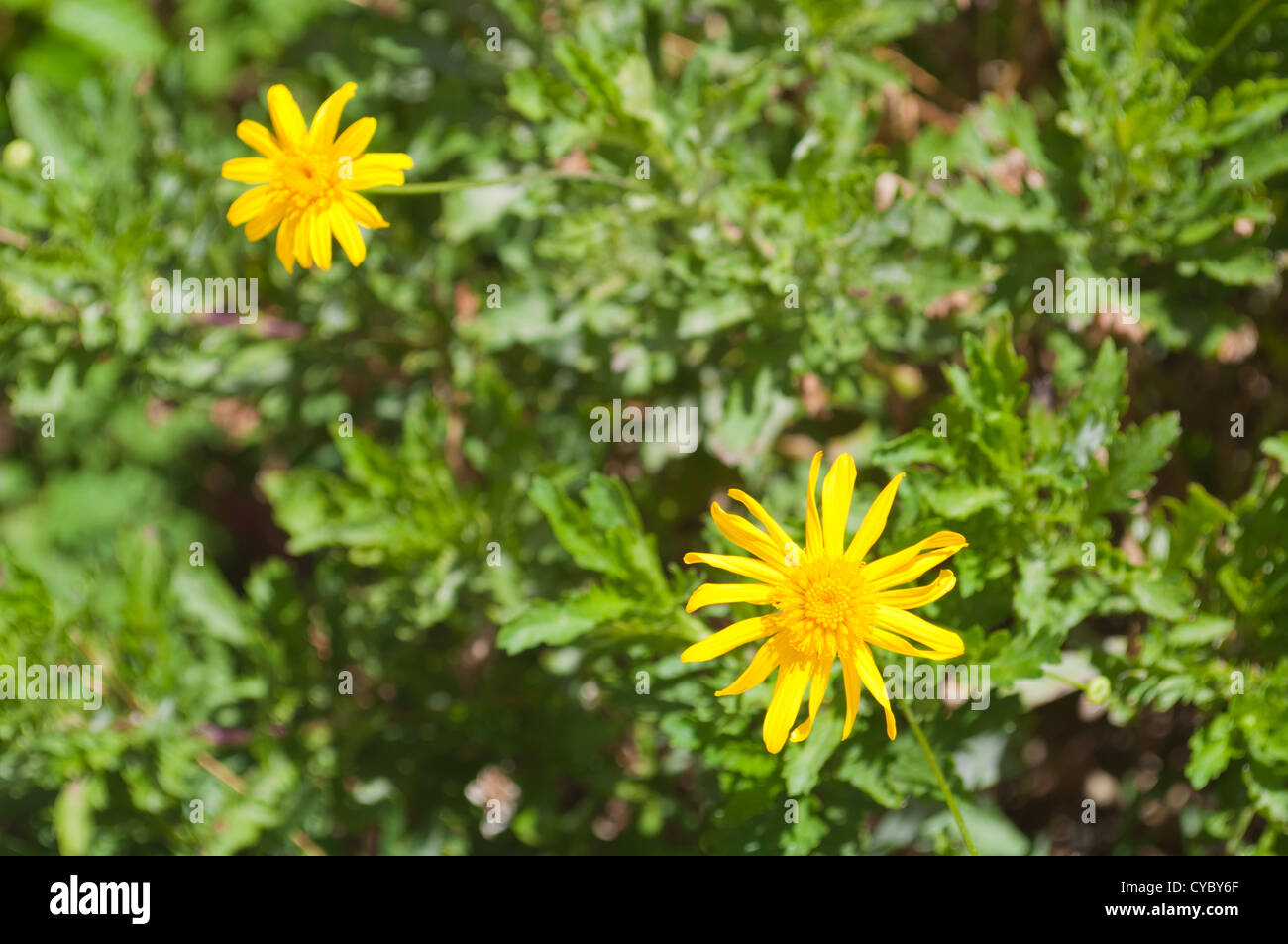 Thin yellow branches hi-res stock photography and images - Alamy