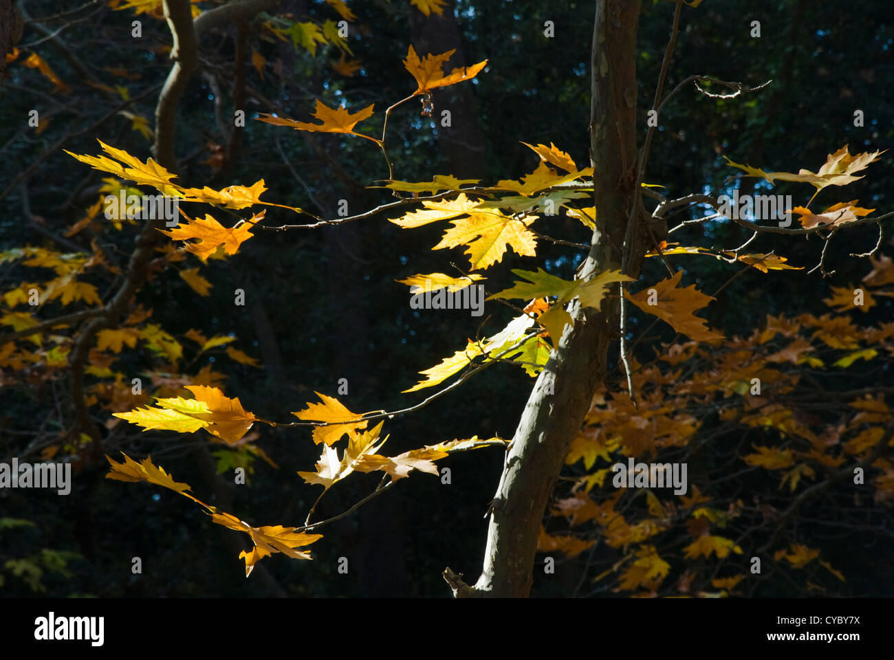 Twigs of a plane tree with backlit autumn foliage Stock Photo - Alamy
