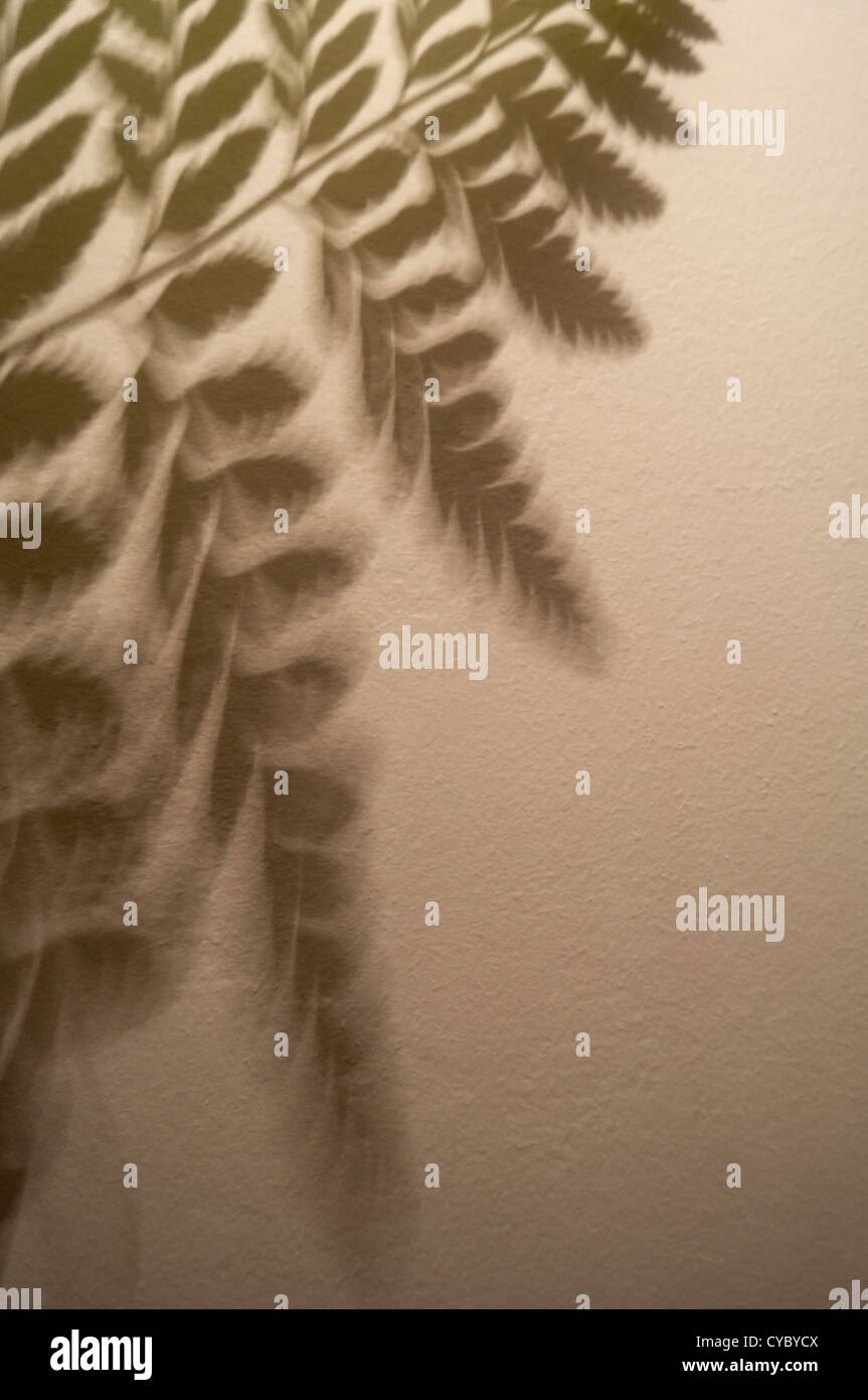 Fern leaves shadow Stock Photo - Alamy