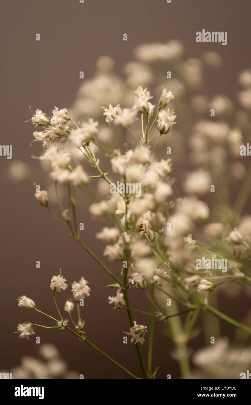 Warm tone flowers hi-res stock photography and images - Alamy