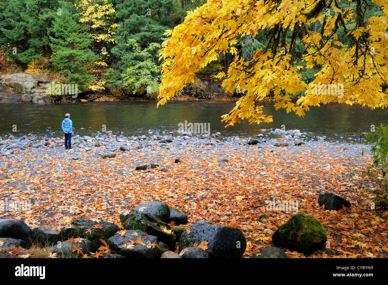 Fall, Autumn colours, Courtenay,Comox Valley, Vancouver Island, British ...