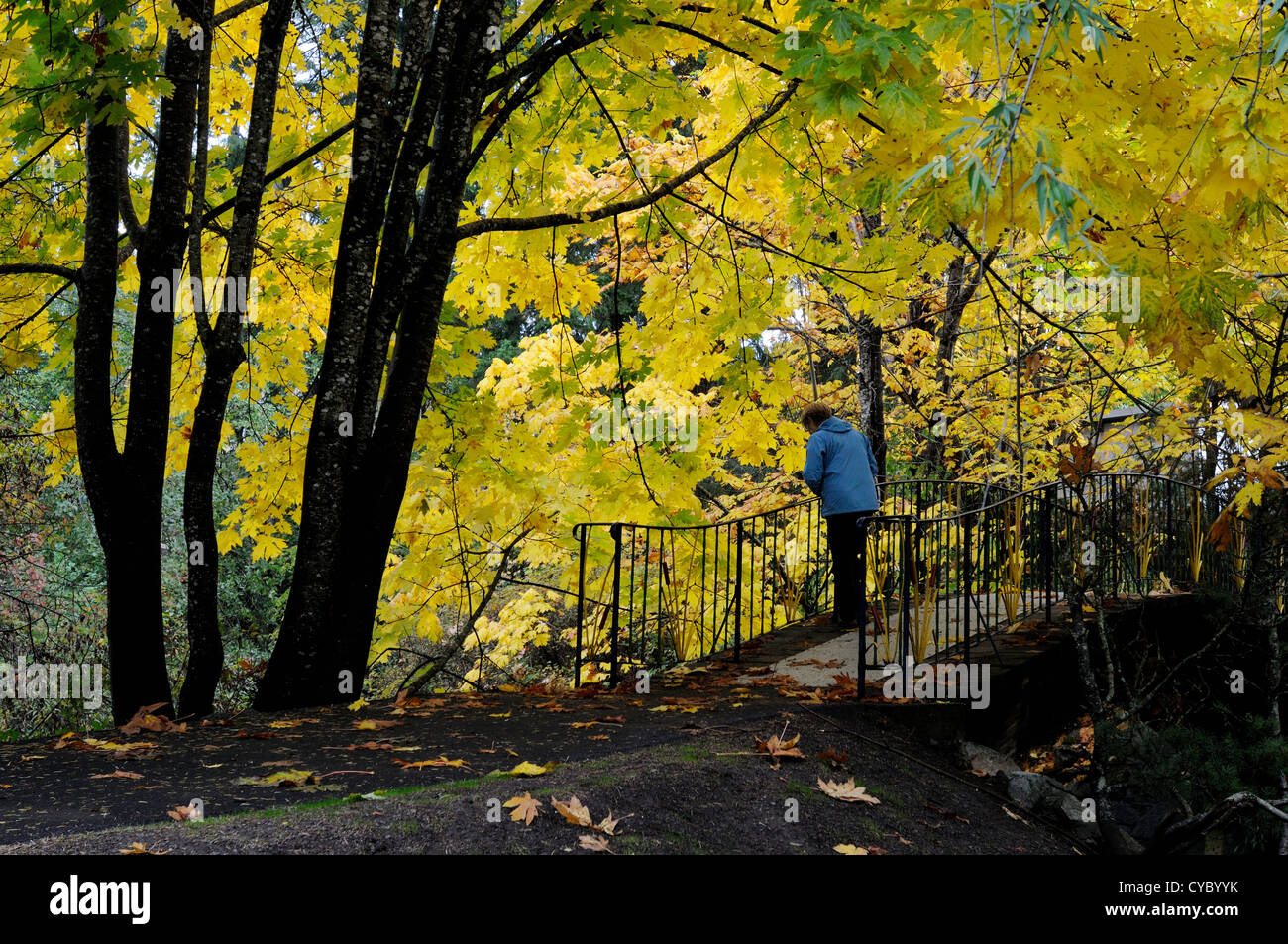 Fall, Autumn colours, Courtenay, Comox Valley, Vancouver Island ...