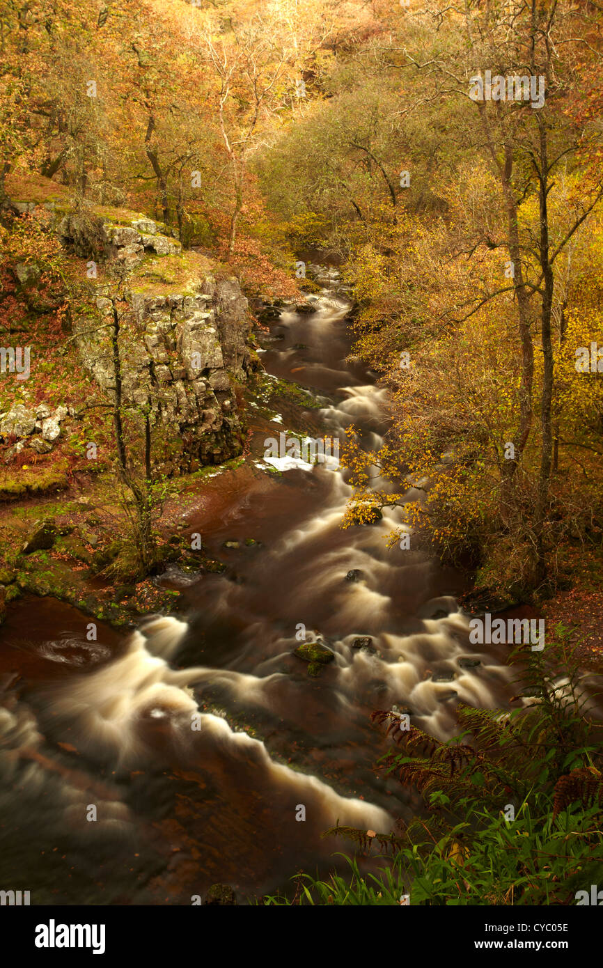 The River Mellte flowing through deciduous autumnal woodland, near ...