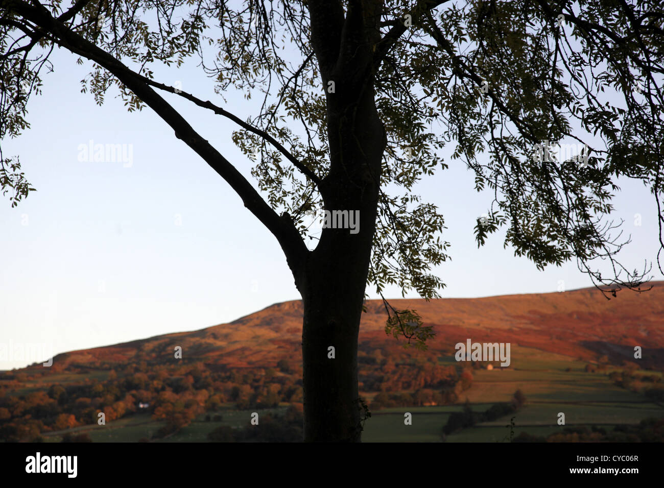 Ash tree silhouette hi-res stock photography and images - Alamy